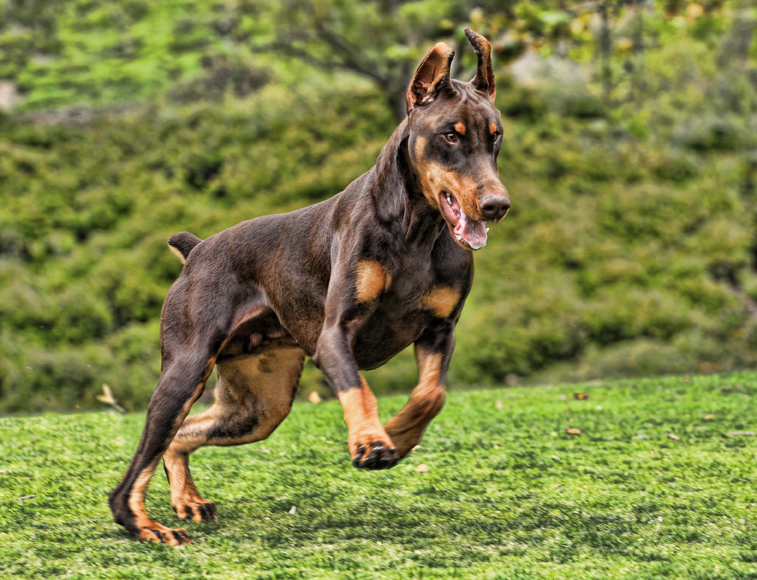 Just dogs with Sherri: The Doberman
