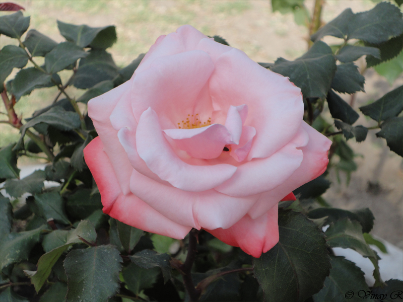 Musafir hoon yaro: Flowers in Lansdowne