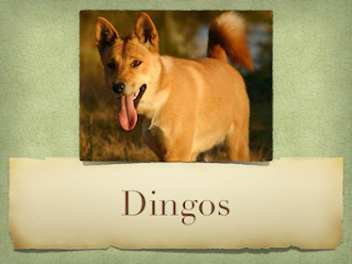 Slideshows & More!: A Dingo Ate My Homework - Fun with Australian Mammals