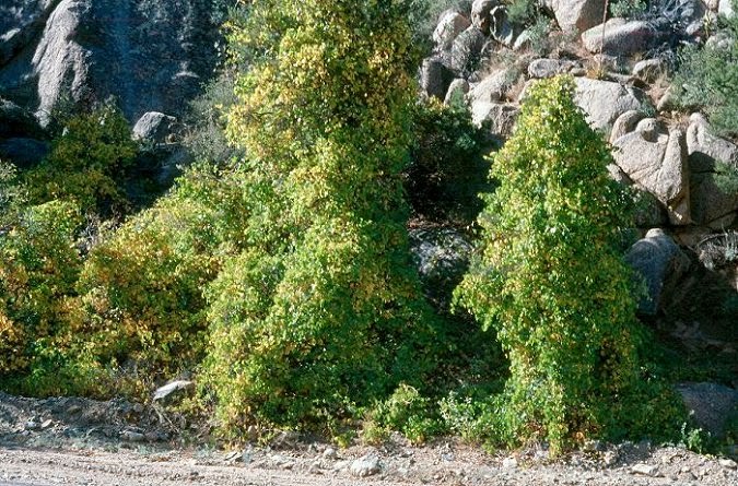 Trees Planet: Vitis arizonica - Canyon Grape - Arizona Grape