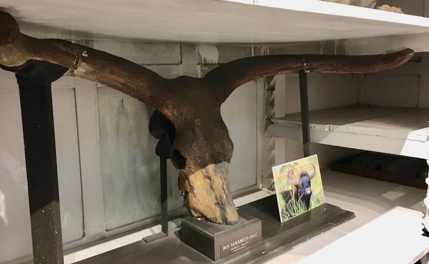 The Breeding-back Blog: The Indian aurochs III