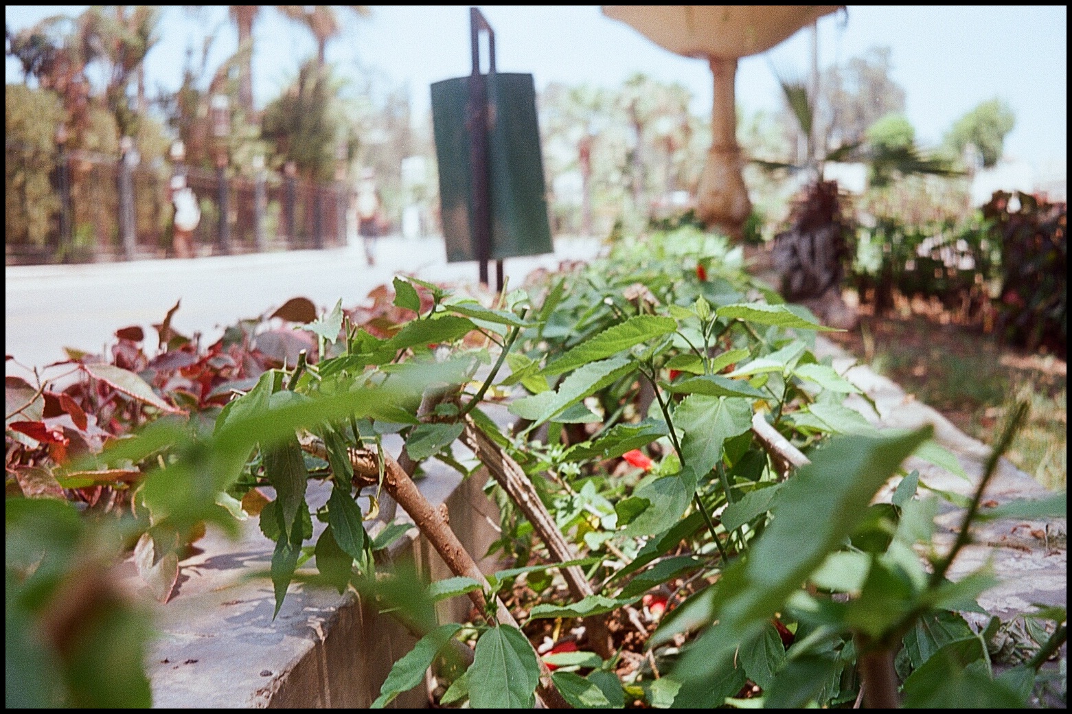 ClaSsicReDRoSeS: POKOK-POKOK & DAUN-DAUN