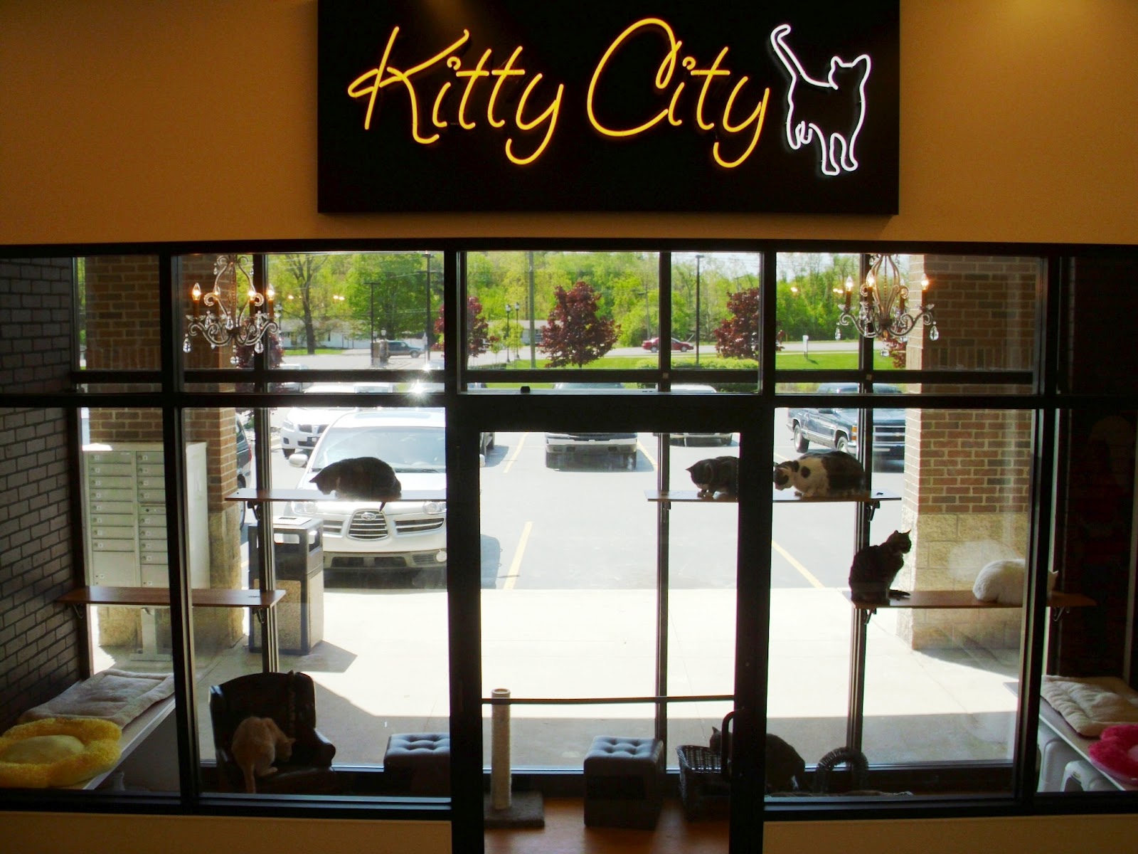 Cat and DOG Chat With Caren: Pet Supplies Plus opens Kitty City II free ...