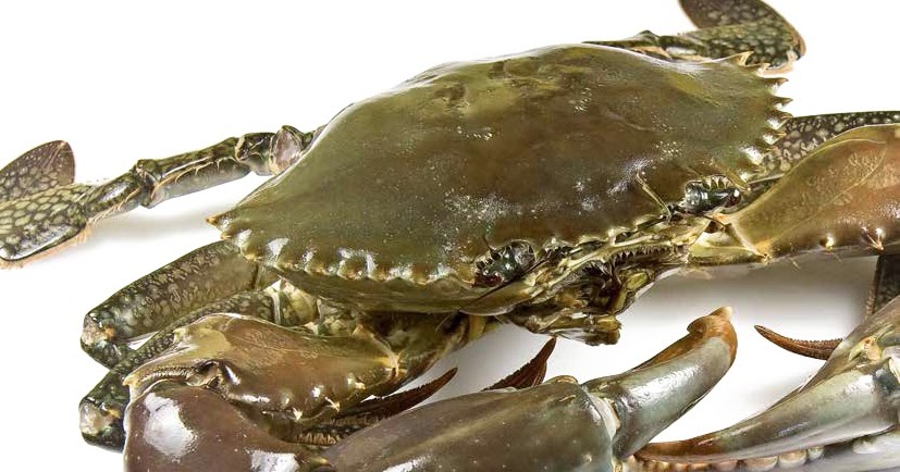 The Aquaculturists: 14/06/2016: Mud crab farming in India