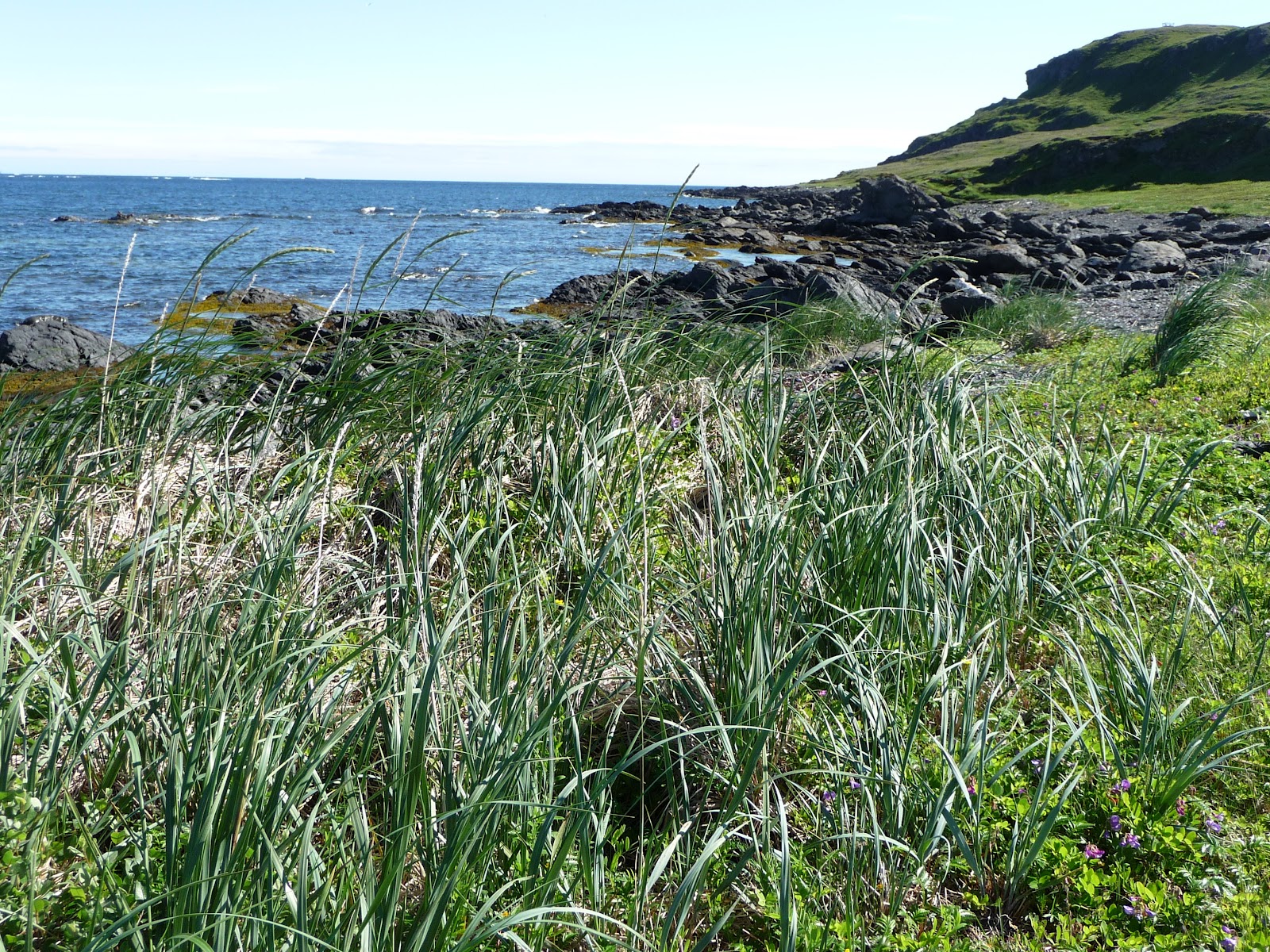Bill and Nancy wandering: Newfoundland spring flowers
