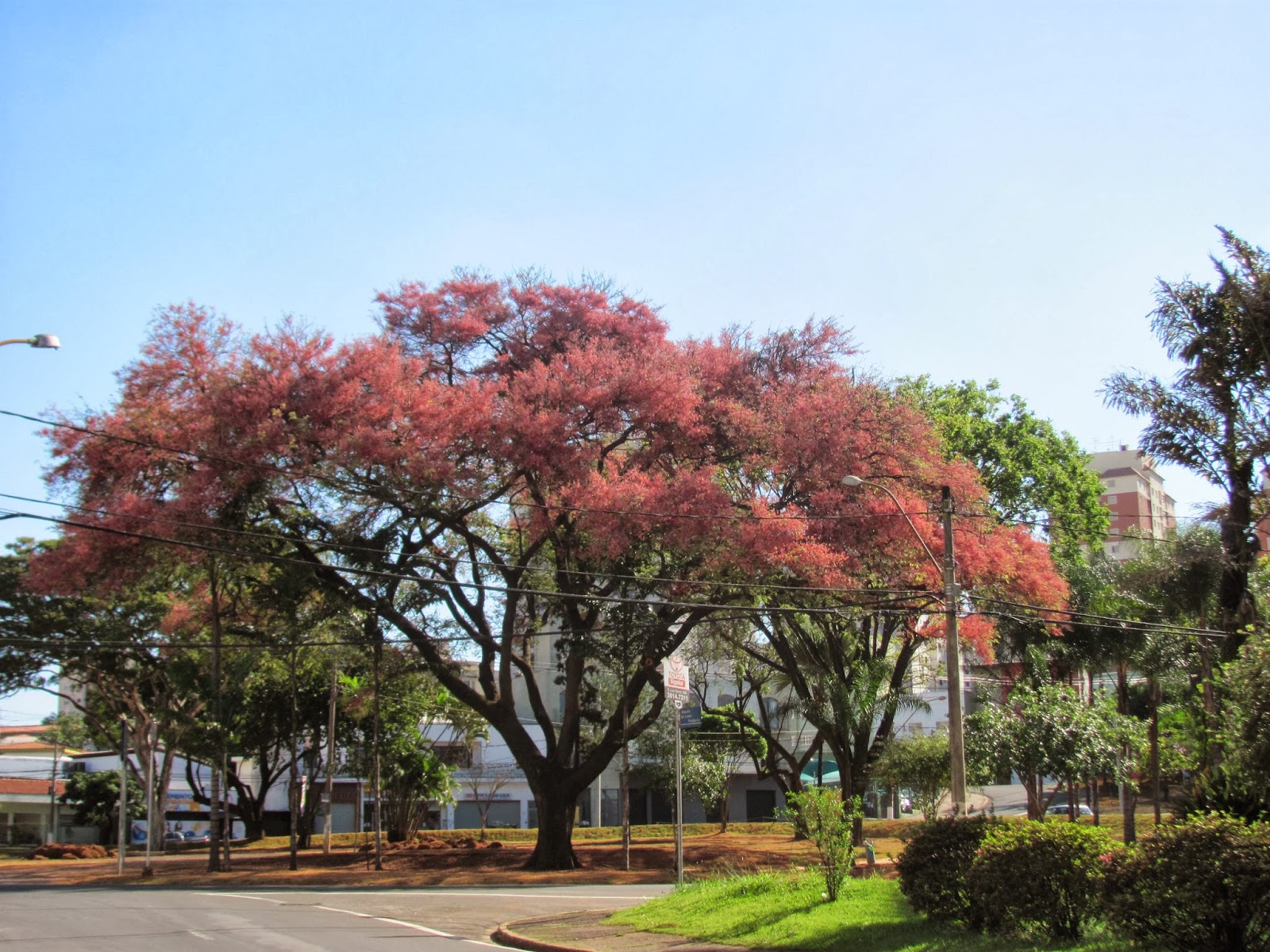Clicks - Verdes: Cassia Grandis.....vulgo Cassia Rosa, Marimari