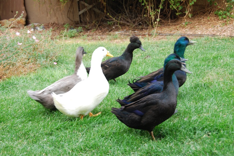 Crested Cayuga Duck