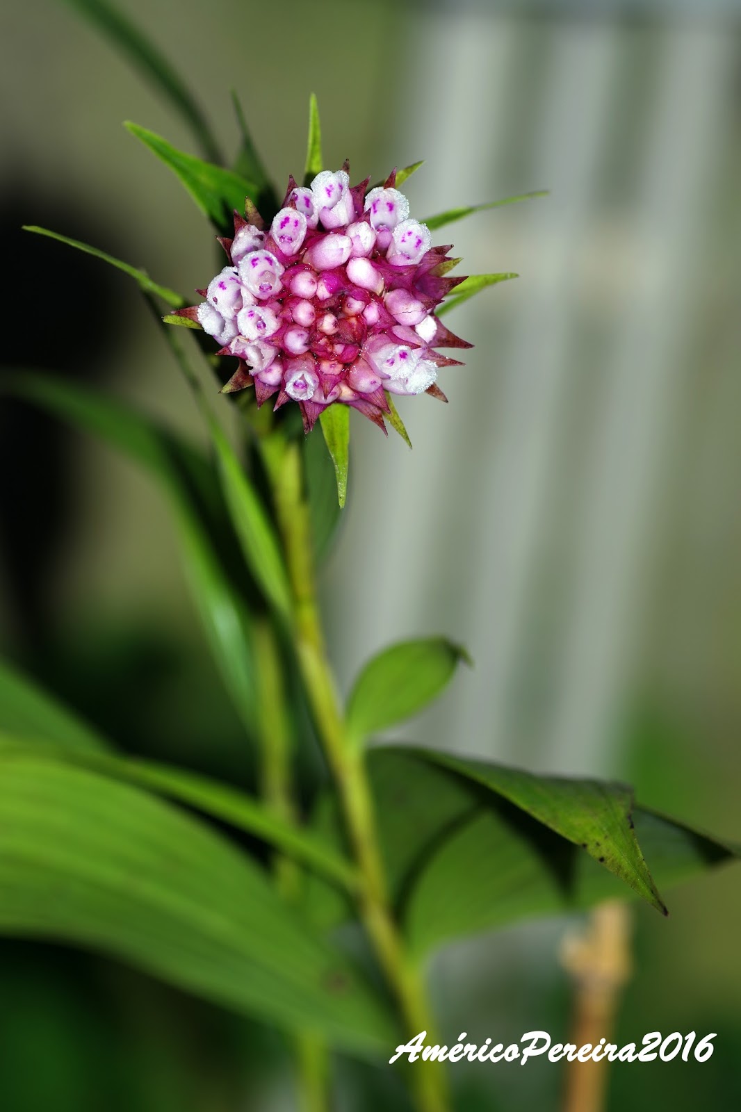 Orquídeas soltas: Elleanthus capitatus