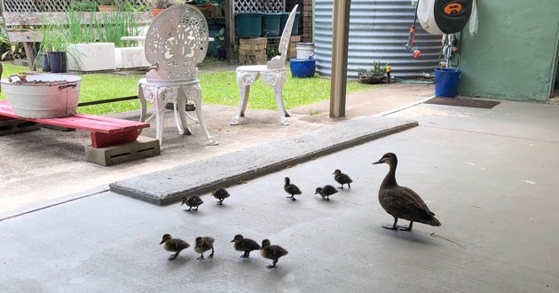 Ducks and garlic | down to earth