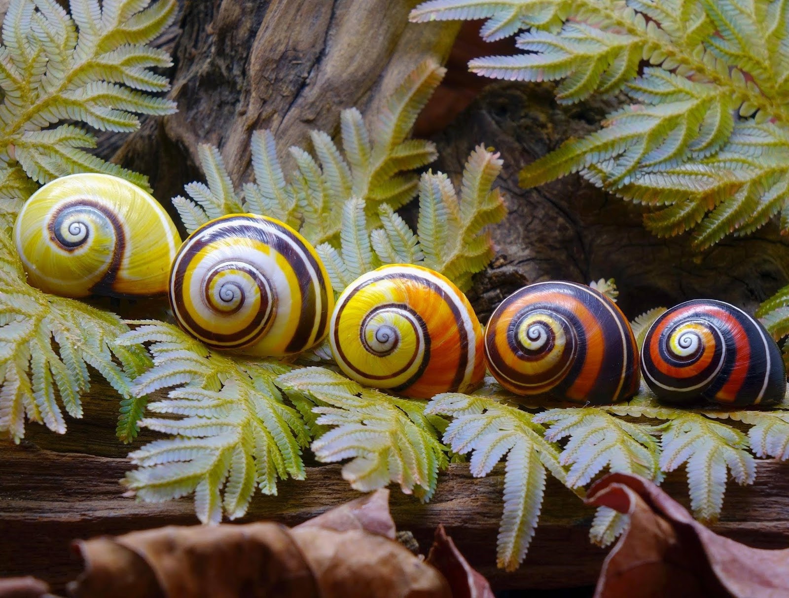 MyPhotoPics: Polymita Picta, χερσαίο σαλιγκάρι Κούβας