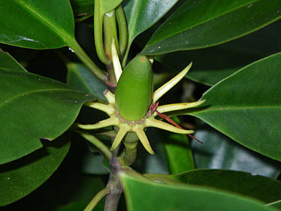 kadolana: ක‍‍ඩොලාන ශාඛ