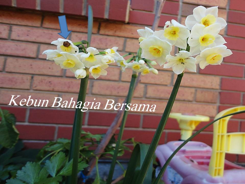 Kebun Bahagia Bersama: Daffodil dan Jonquil