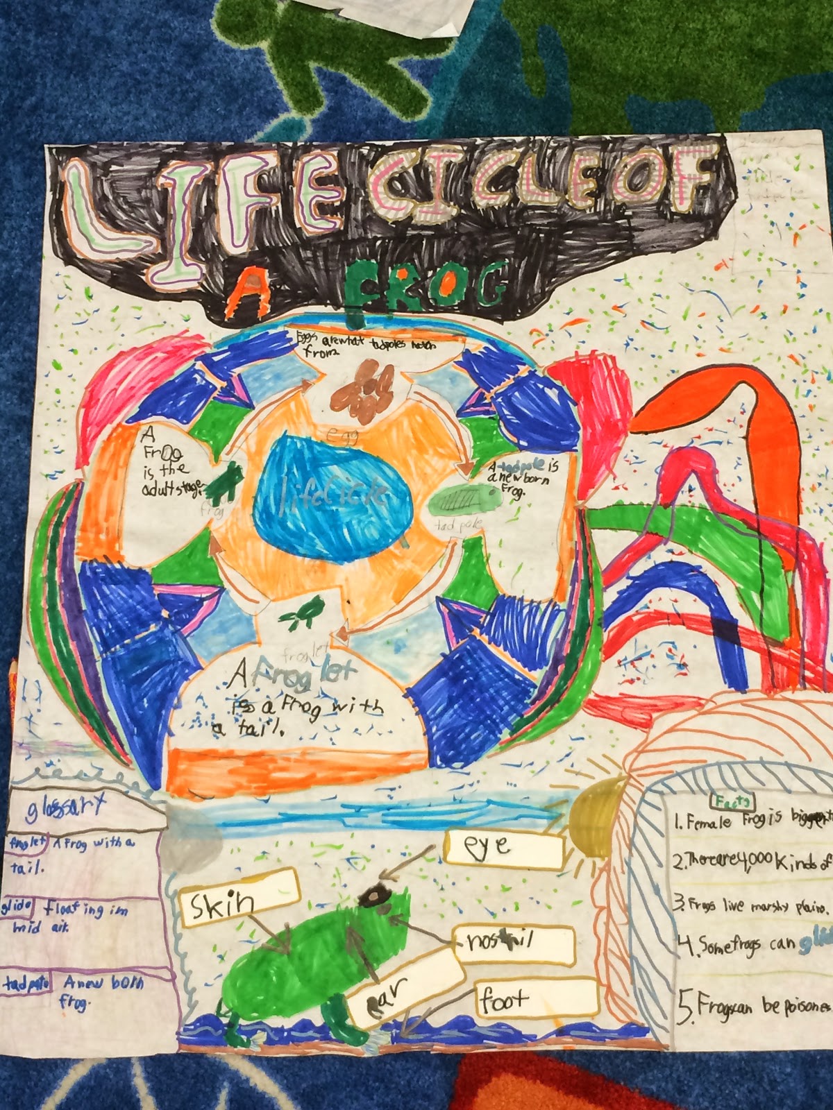 Second Grade with Mrs. A.: Life Cycle Posters
