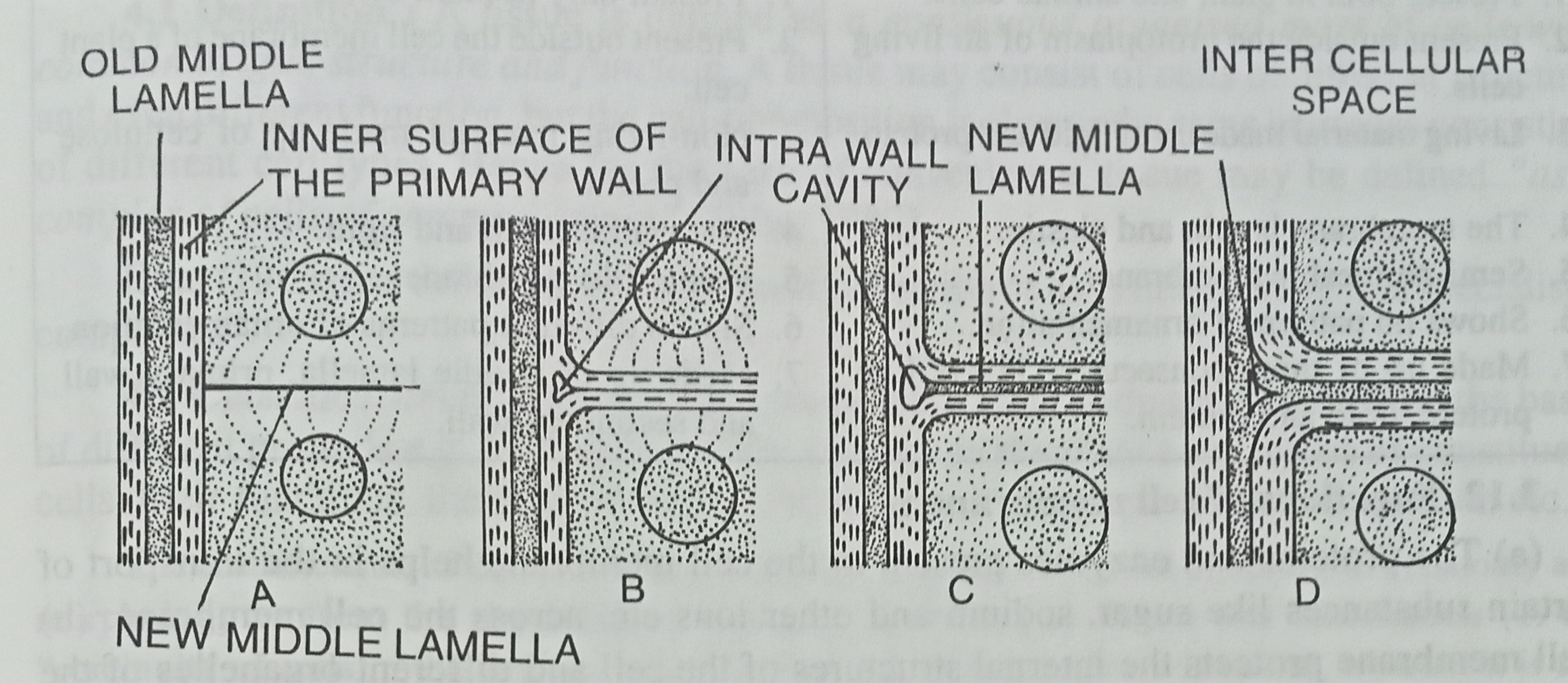 Intercellular spaces-digieduco