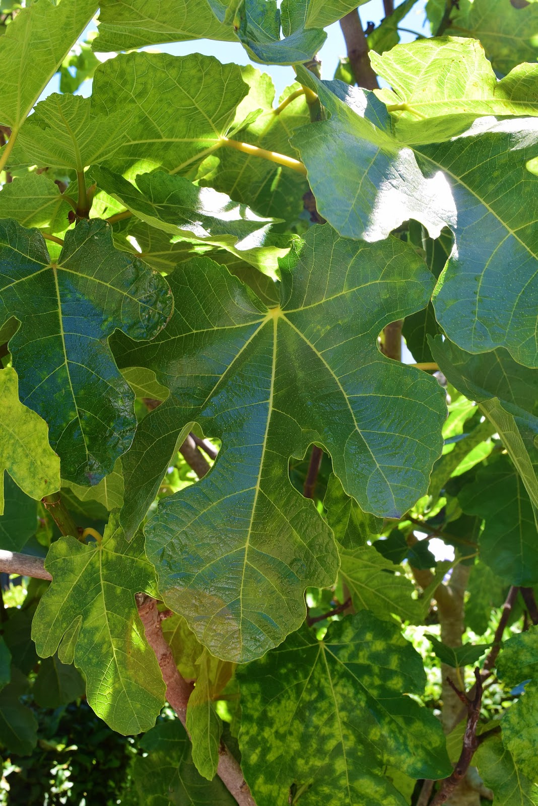 Friends of Carmel Forest Tree Tour with Dr. Matt Ritter 2016 - Carmel ...