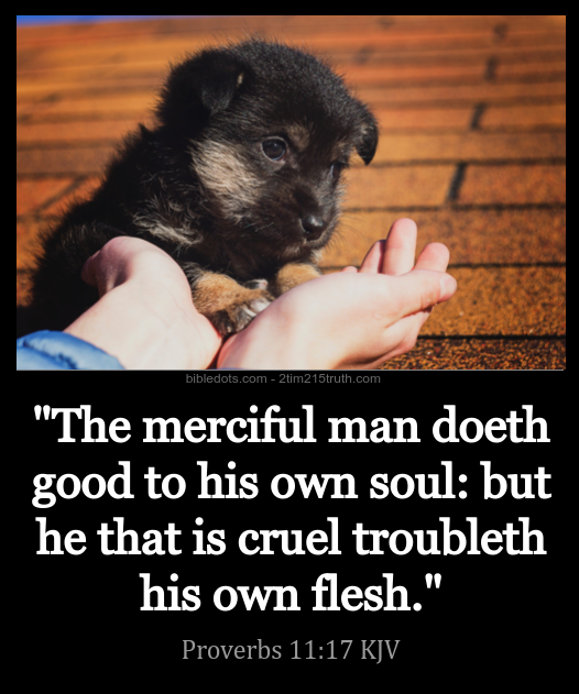 2 Timothy 2:15 Truth: Verse of the Day: Proverbs 11:17 KJV