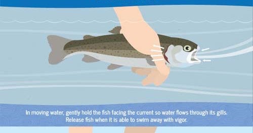Vitality: heuristic assessing impairment and predicting survival and ...