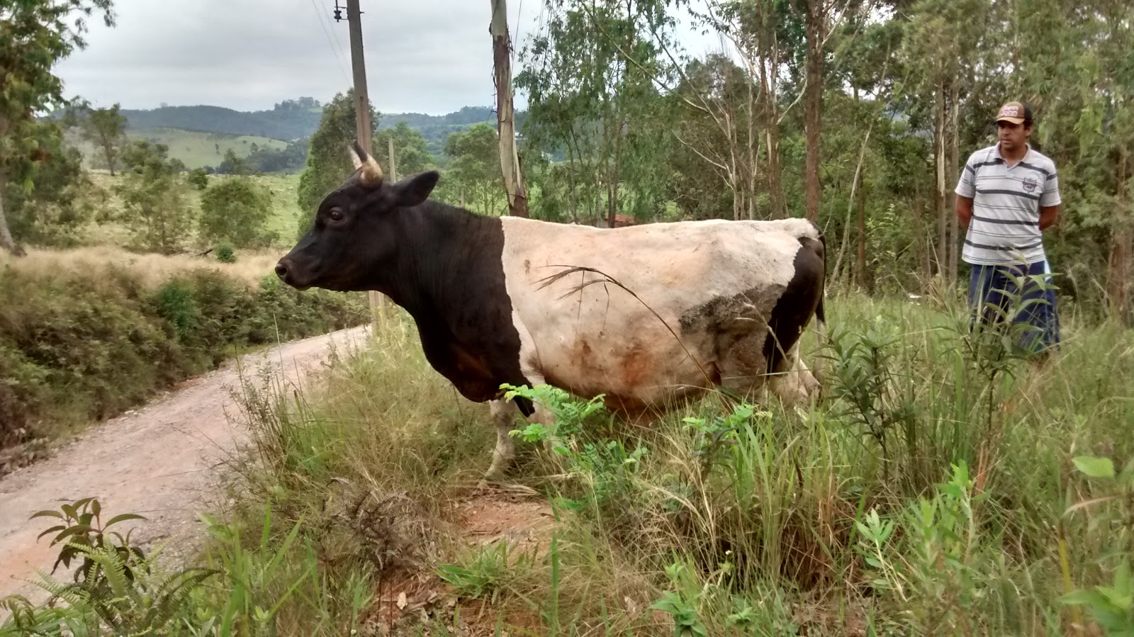 SÍTIO MORADA DAS AVES: Mini Touro Reprodutor