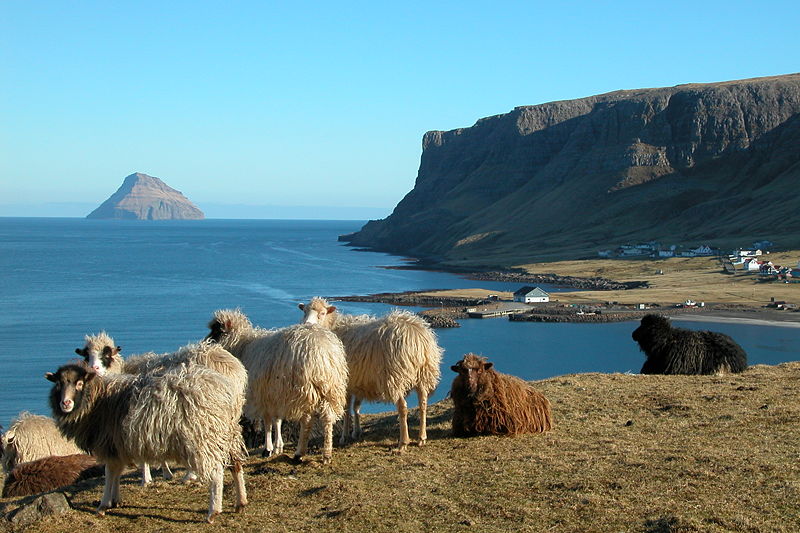 Facts About Lítla Dímun Island Faroes Sheep And Trivia ~ Interesting ...