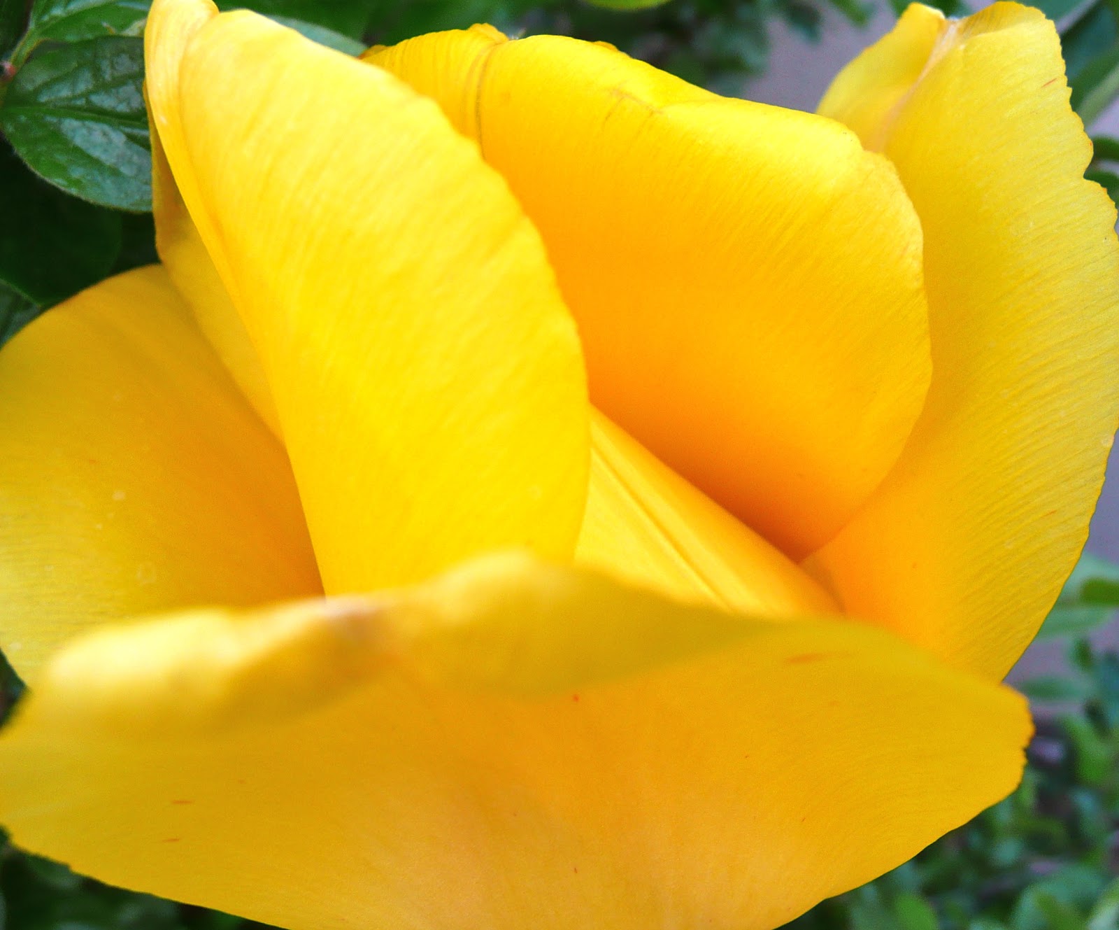 The Beautiful Project: Macrophotography of Spring Flowers, Calgary