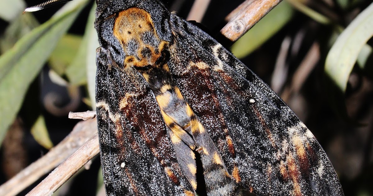 Biodiversity of Cyprus by NGO Protection of the Natural Heritage and ...