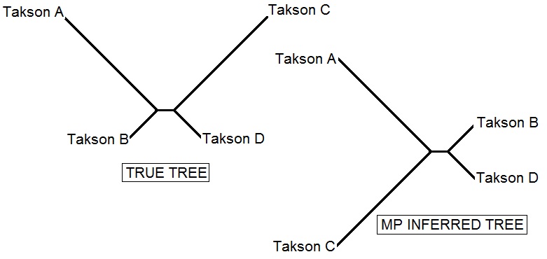 It's Everything About Biology: Sebuah Tulisan Evolusi dan Filogeni ...