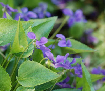 Photographing Flowers: Violets & Purples Through the Season