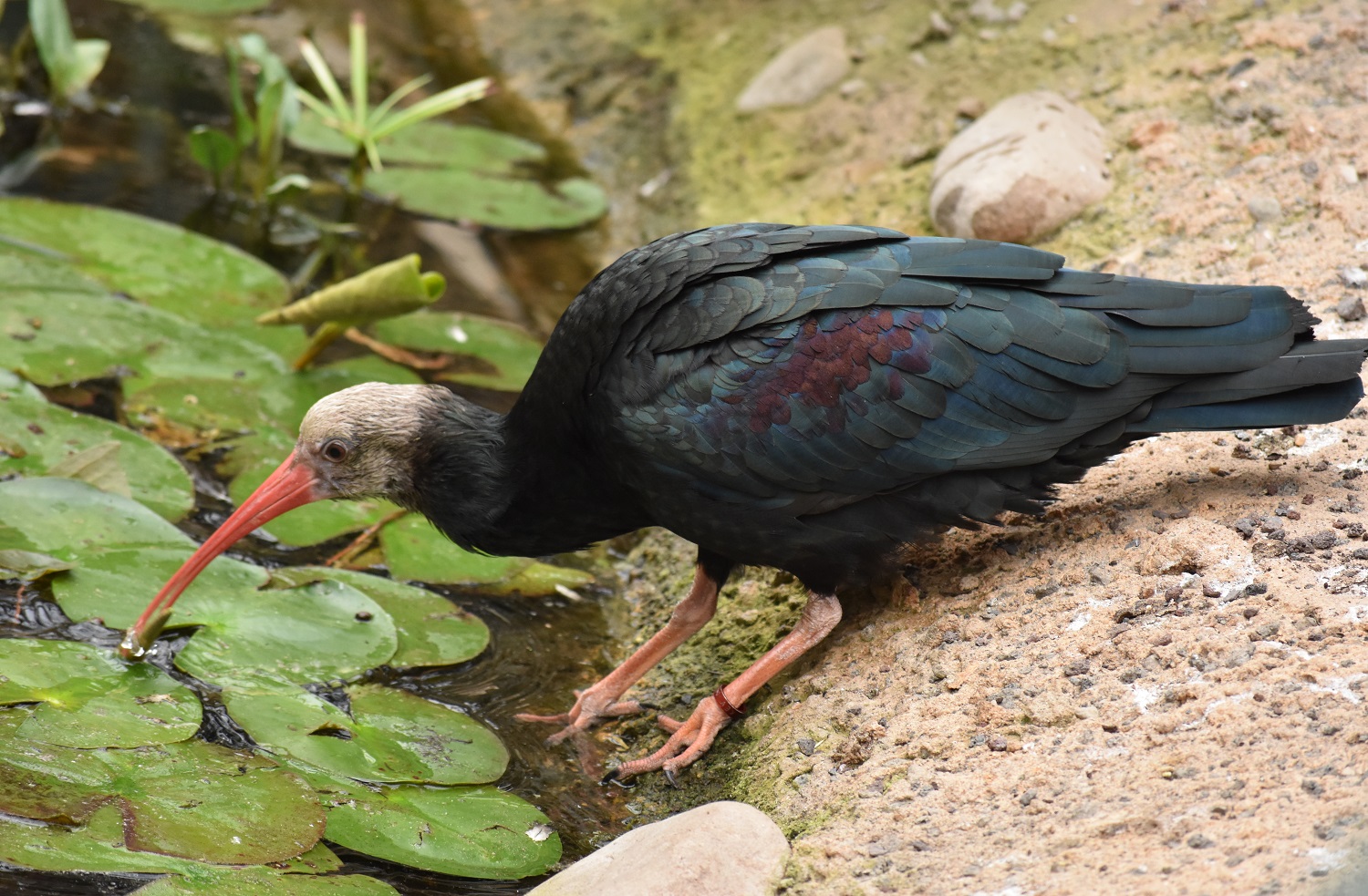 ZOOTOGRAFIANDO (6.100 ANIMALS): IBIS CALVO / SOUTHERN BALD IBIS ...