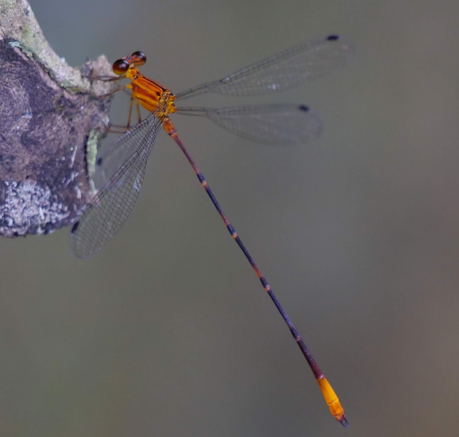 Birding and Dragonfly Videos