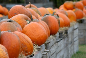 20 Awesome Halloween Games for Girls, Boys & Kids at the Party | Omni Ezine