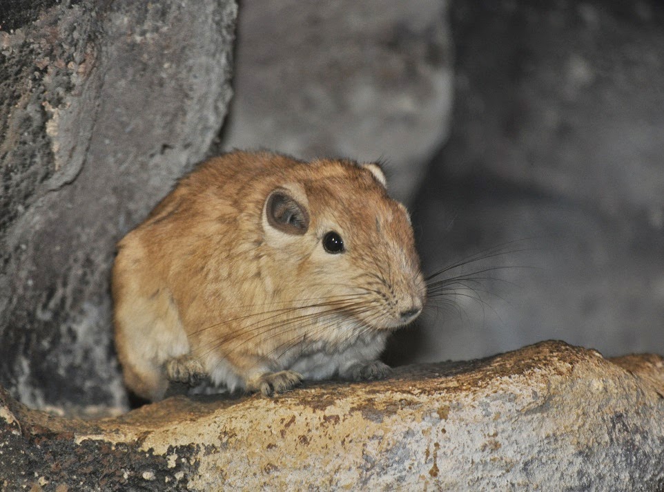 ZOOTOGRAFIANDO (6.100 ANIMALS): GUNDI / GUNDI (Ctenodactylus gundi)