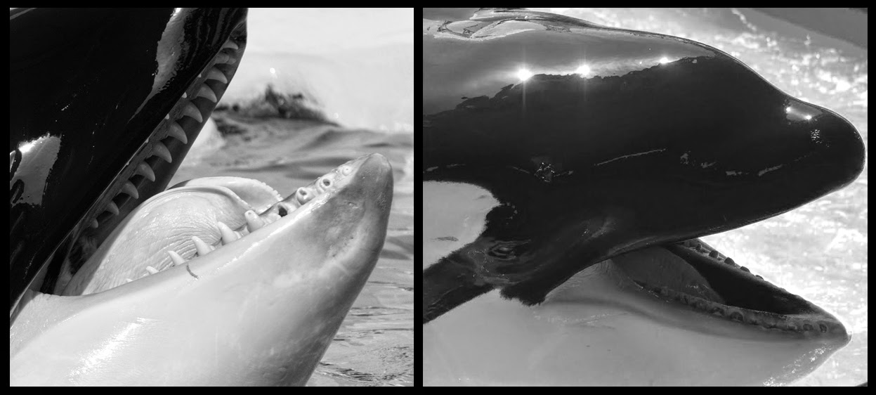 Voice of the Orcas: The Truth about the Orca Welfare and Safety Act