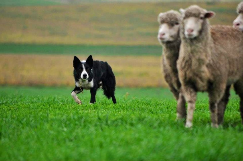CHNOTICIAS: Primera campeona sudamericana de arreo es una uruguaya