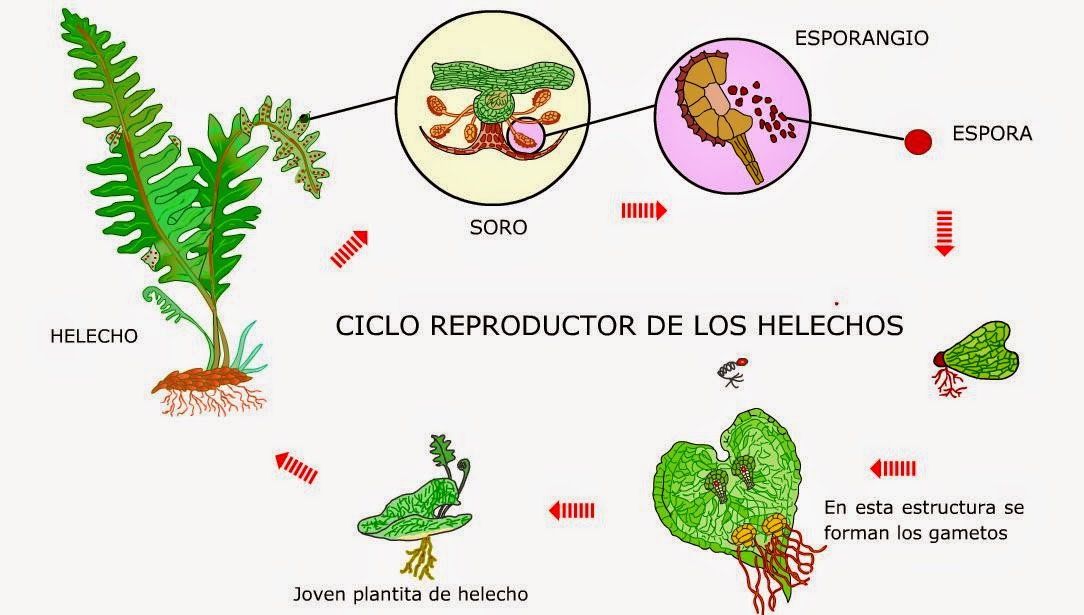biologia2bachcamp: 1º BACHILLERATO. REPRODUCCIÓN VEGETAL