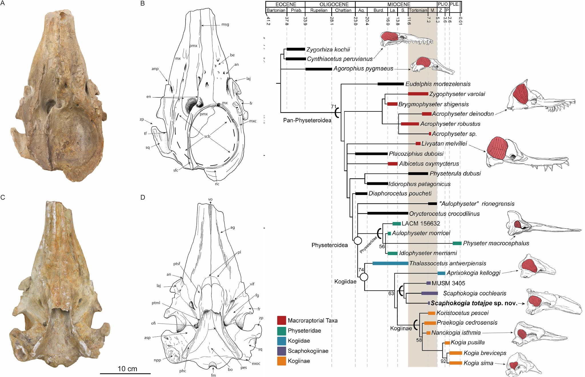 The Coastal Paleontologist: 2020 in review: advances in marine mammal ...