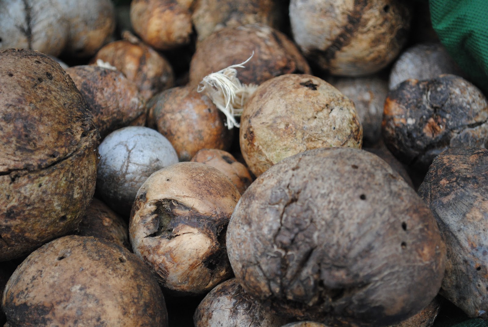 plantspeople: oak gall dye