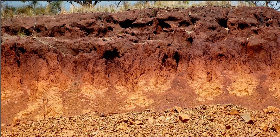 Onde as Plantas Crescem - Plintossolos