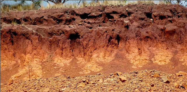 Onde as Plantas Crescem - Plintossolos