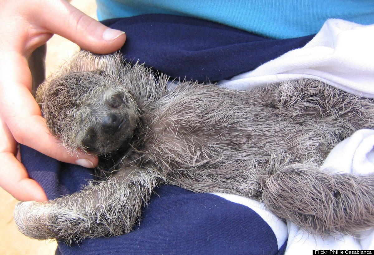 White Wolf : Cute Baby Sloths (Photos-Video)