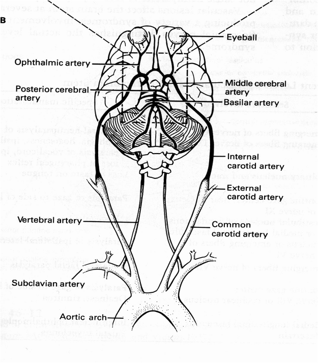 Healthy Ranula: Central Nervous System(CNS) -Blood Supply