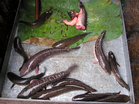 Cara Budidaya Ikan Gabus yang baik ~ Trik Memancing