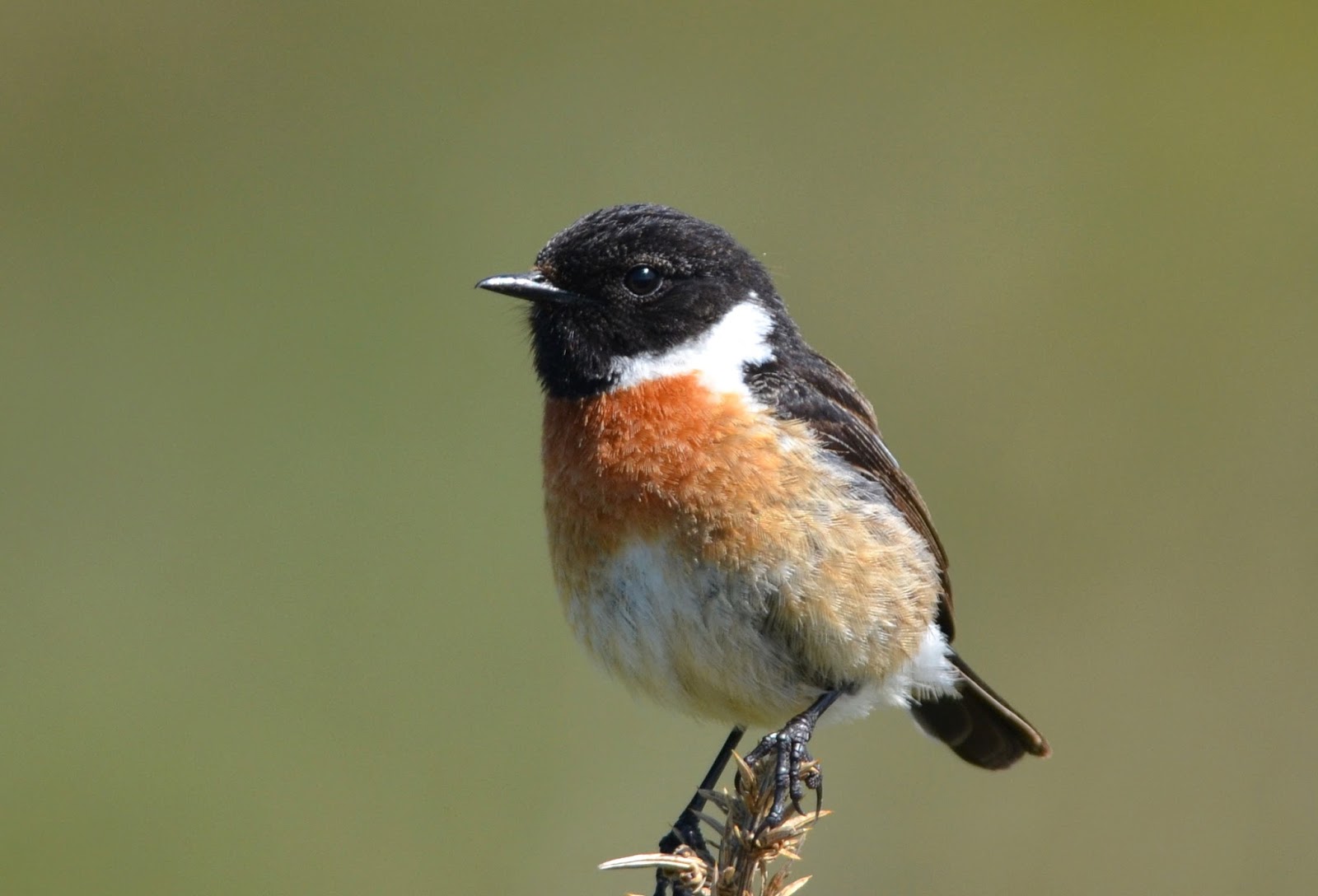 The Early Birder: Stonechat