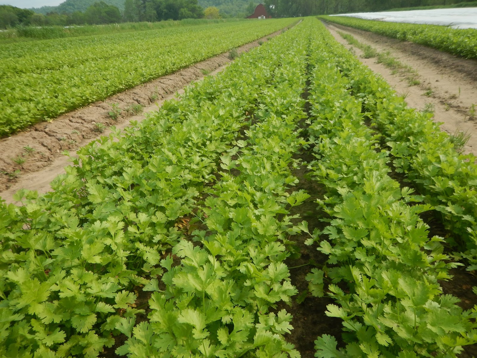 Harmony Valley Farm: June 4, 2020 - This Week's Box Contents, Featuring ...