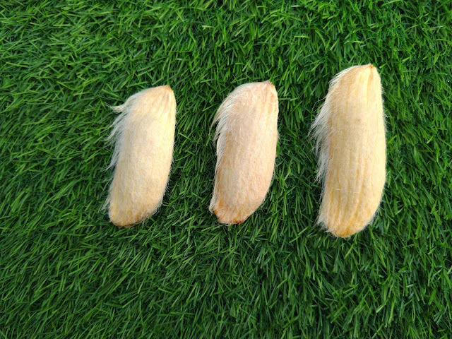 Mango Seed Germination in Water