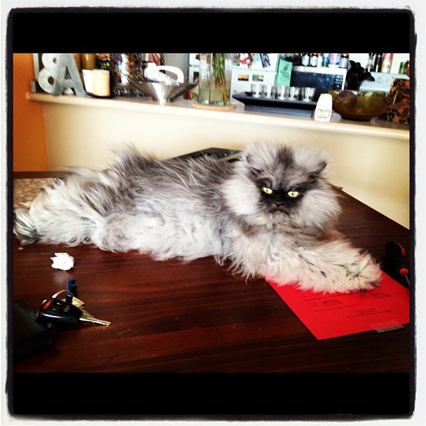 Colonel Meow is the world's angriest cat (15 pics) | Amazing Creatures