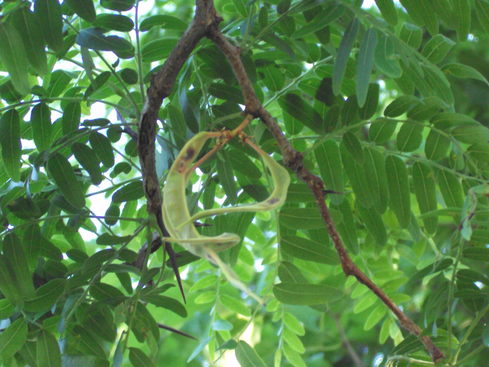 Missouri Survival: The Honey Locust Thorn Tree