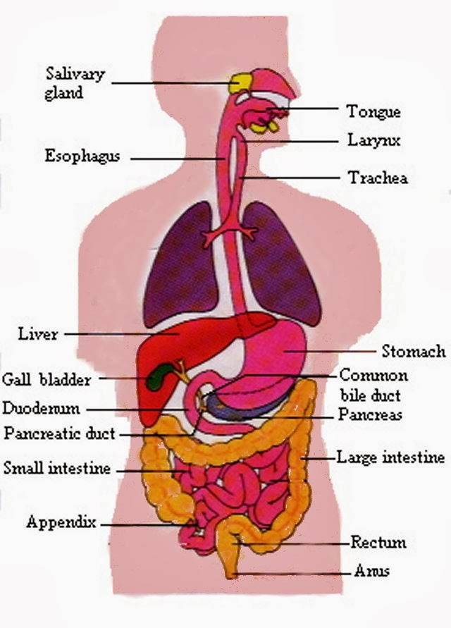 Digestion In Humans Science TET Success Key digestion-in-humans-science-tet-success-key