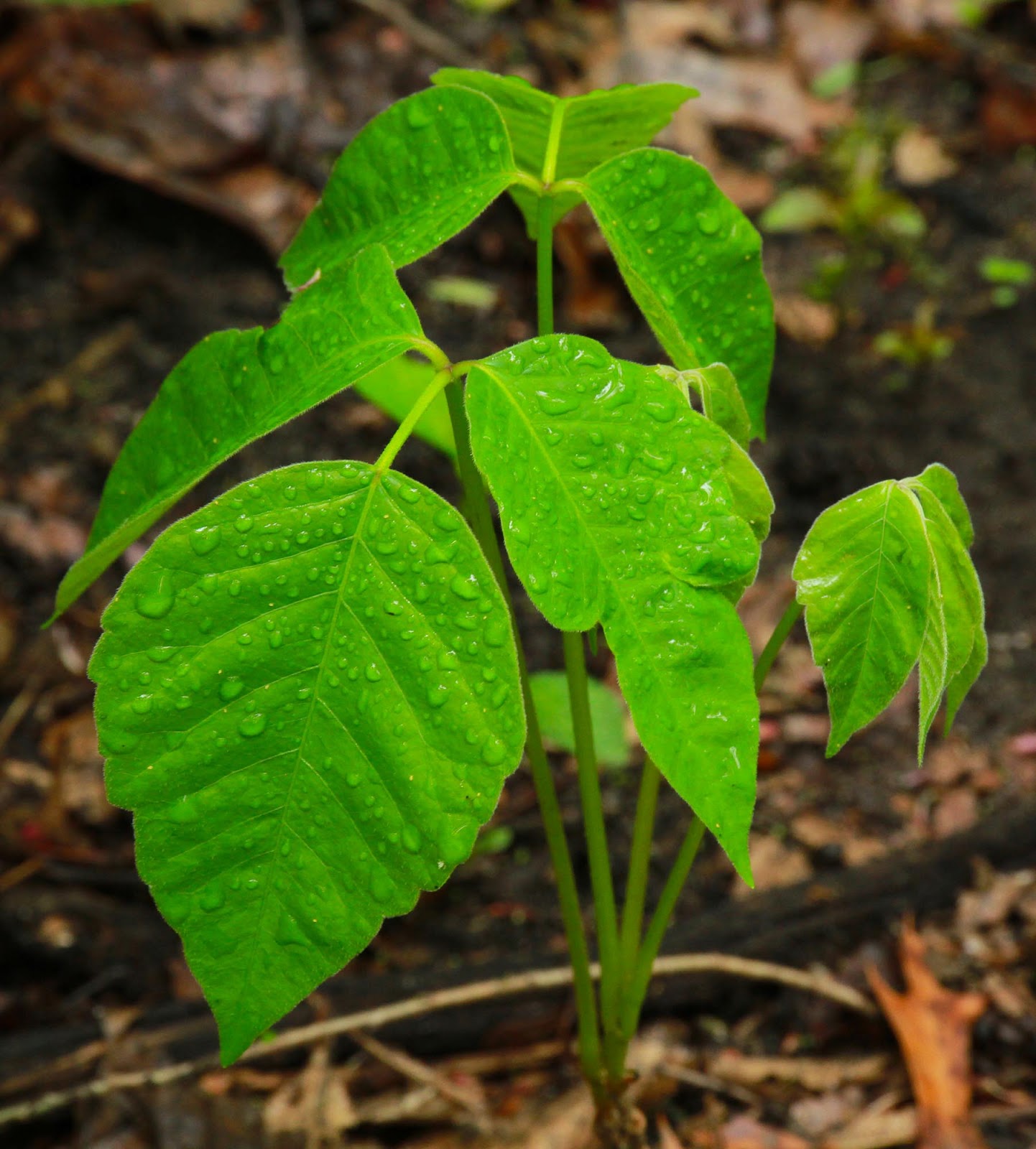 All of Nature: Poison Ivy Likes the Rain