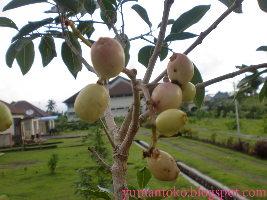 info yummy: Manfaat Buah Duwet (Syzgium cumini)
