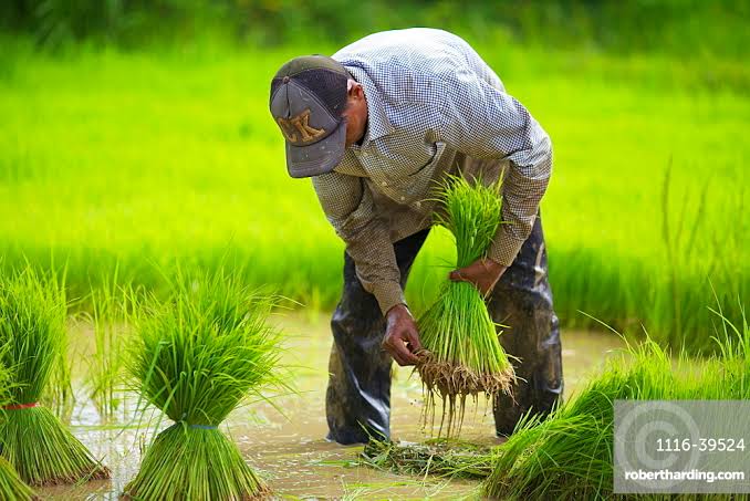 KILIMO BORA CHA MPUNGA